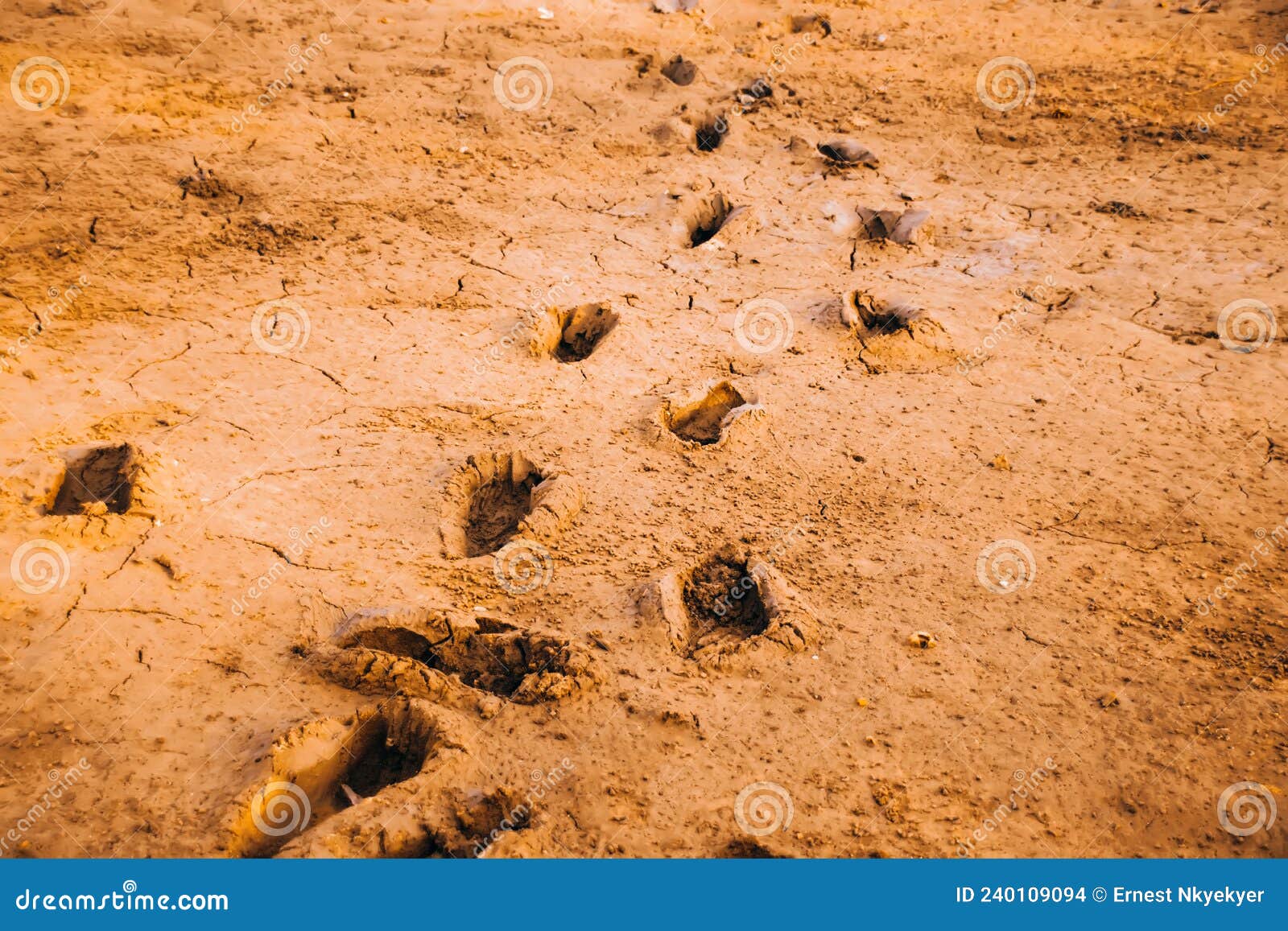 Foot Step in a muddy area stock photo. Image of wadi - 240109094