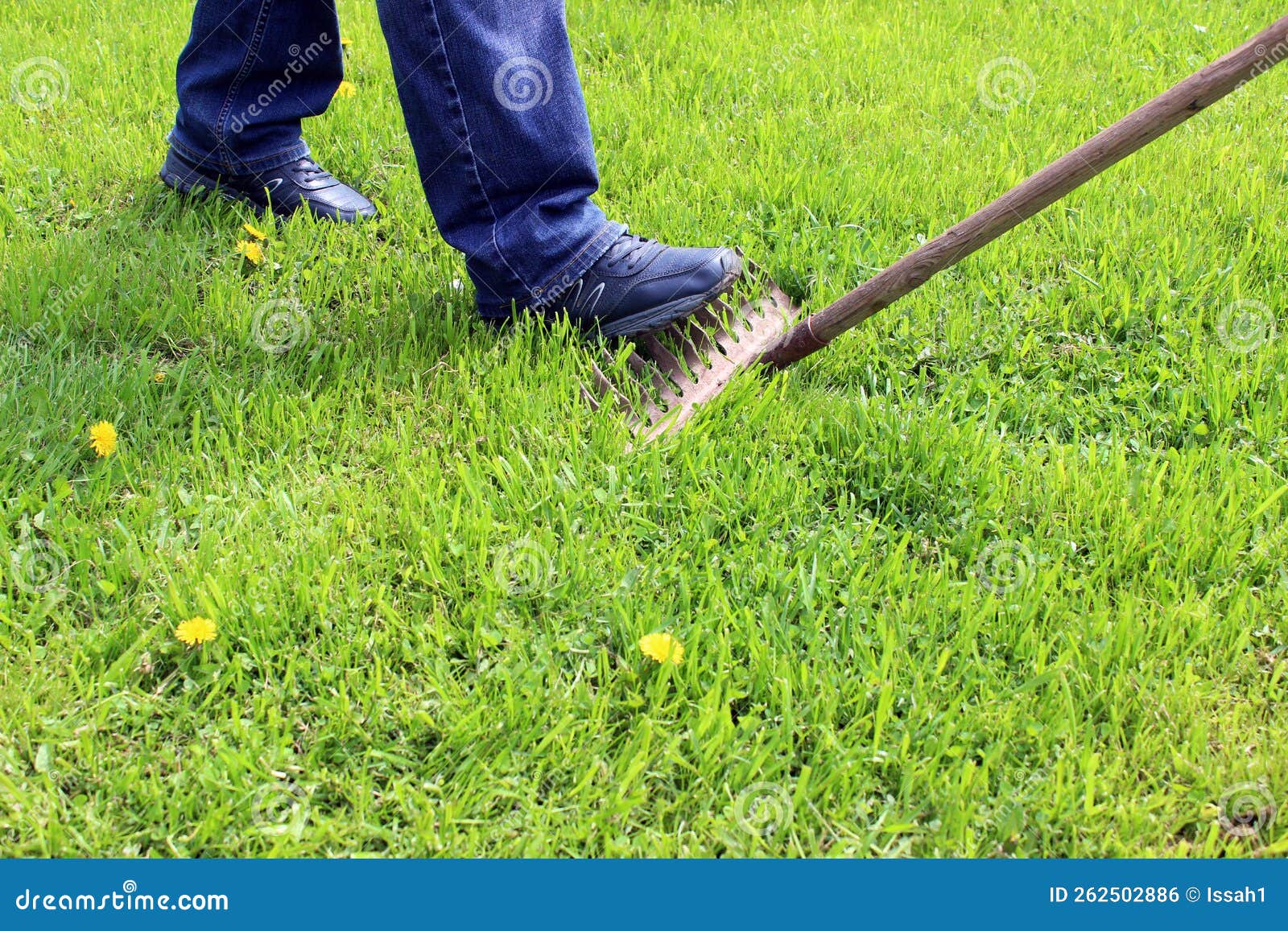 The Foot Steps on the Thrown Rake on the Green Grass Stock Photo ...