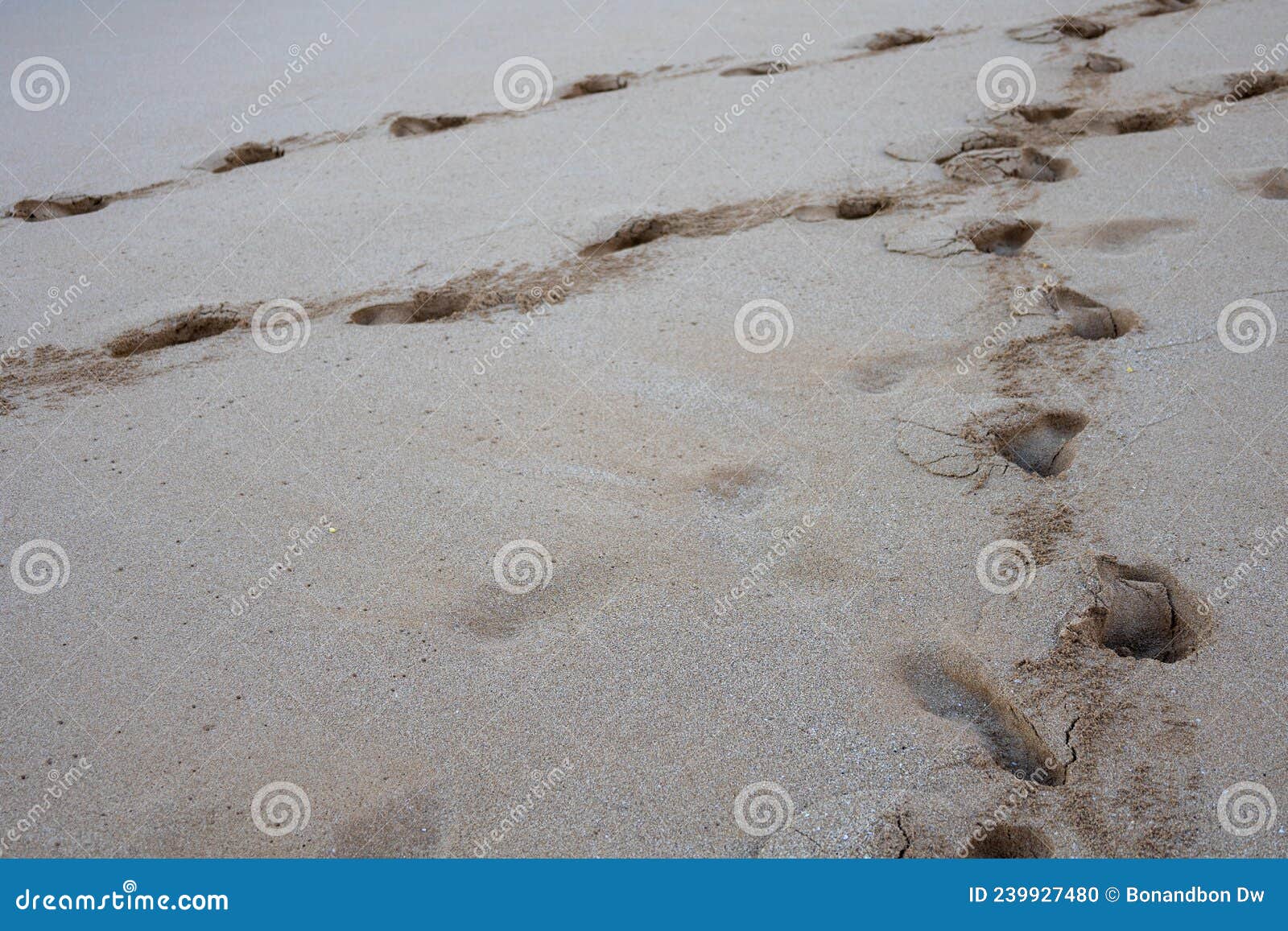 Foot steps on the beach stock photo. Image of nature - 239927480