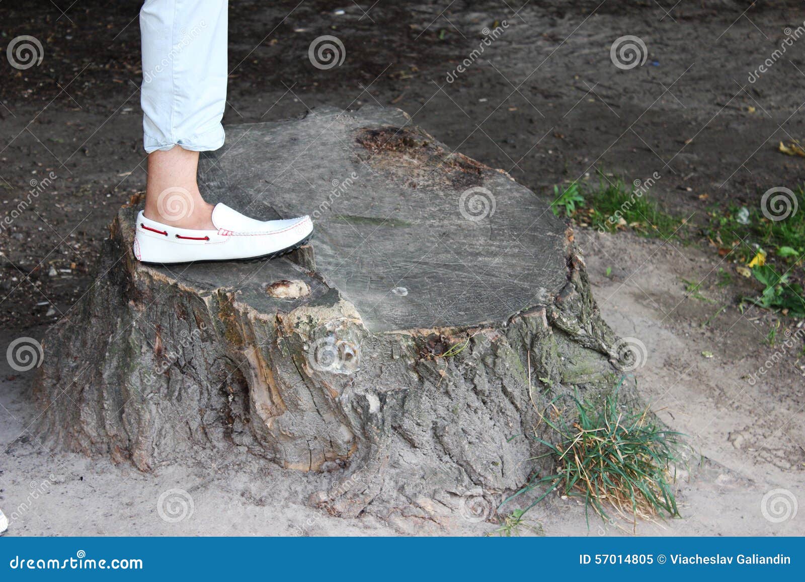 The foot on a stump stock image. Image of bark, earth - 57014805