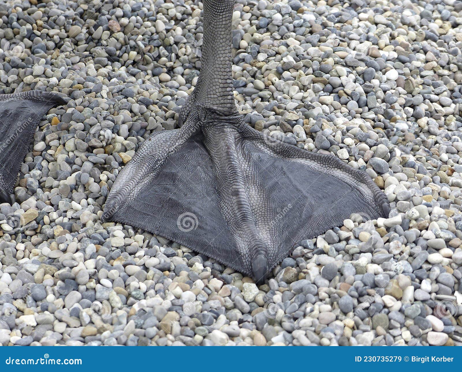 Foot of a swan stock image. Image of beak, swan, goose - 230735279