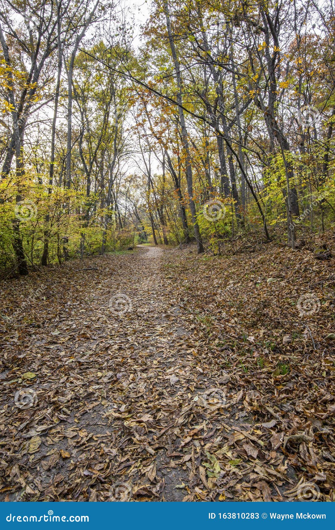 Foot trail in the forrest stock image. Image of background - 163810283