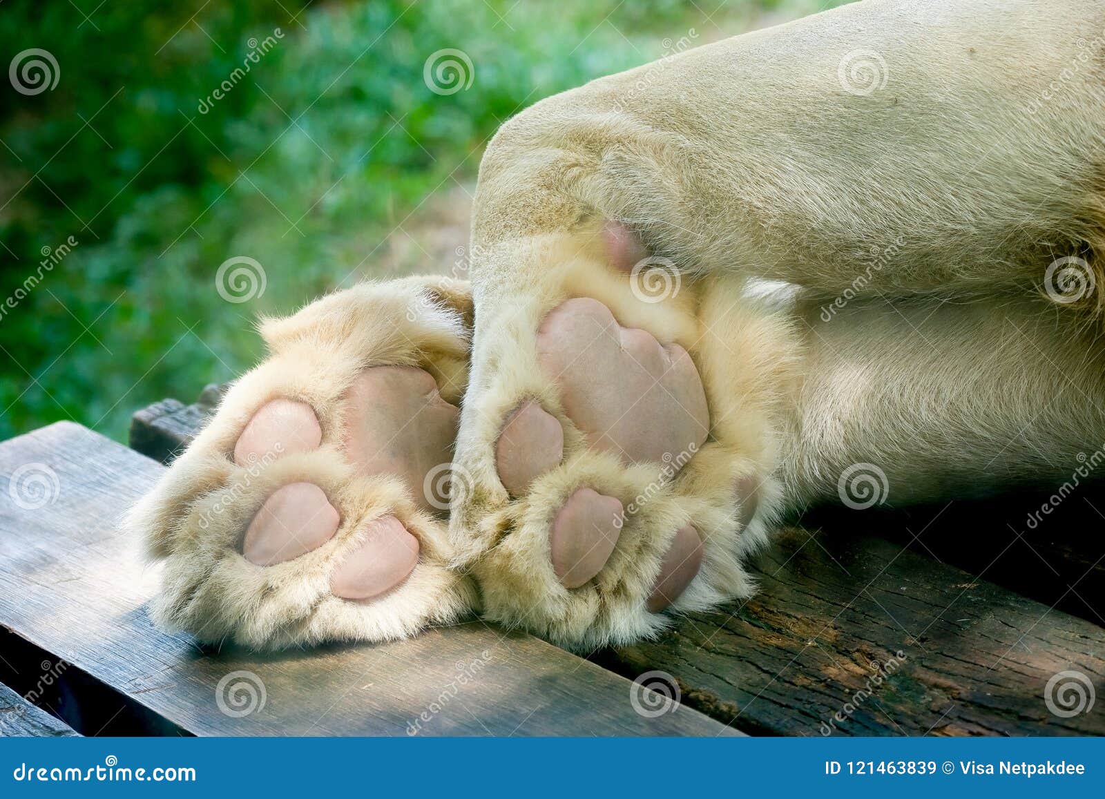 Foot of the White lion stock image. Image of black, african - 121463839