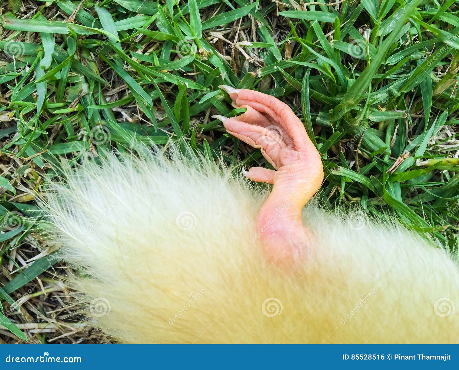 Foot of yellow duckling. stock photo. Image of bird, baby - 85528516