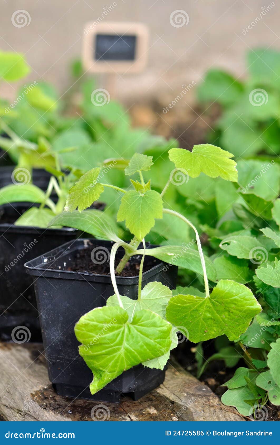 Foot of zucchini stock photo. Image of pots, gardening - 24725586