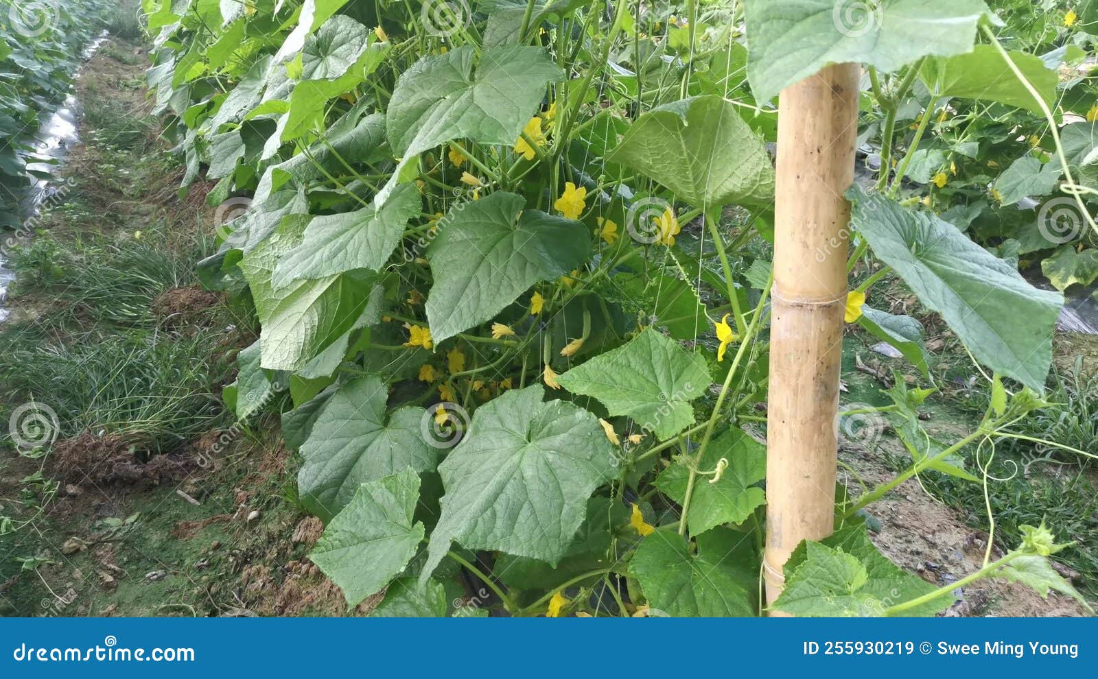 The Agriculture Farm Growing Cucumber Plant Stock Video Video Of