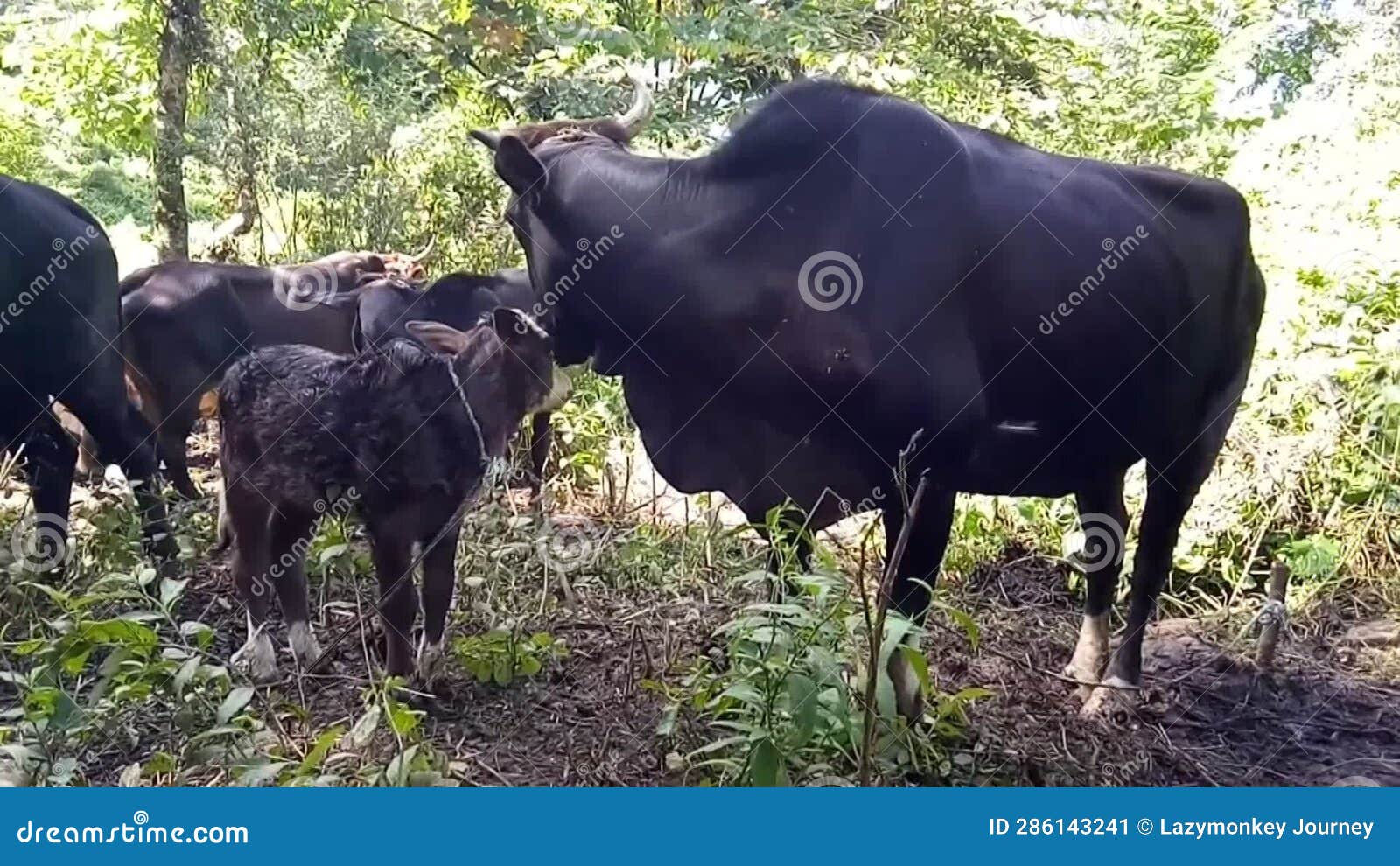 Herd of cows in Bhutan stock video. Video of domestic - 286143241