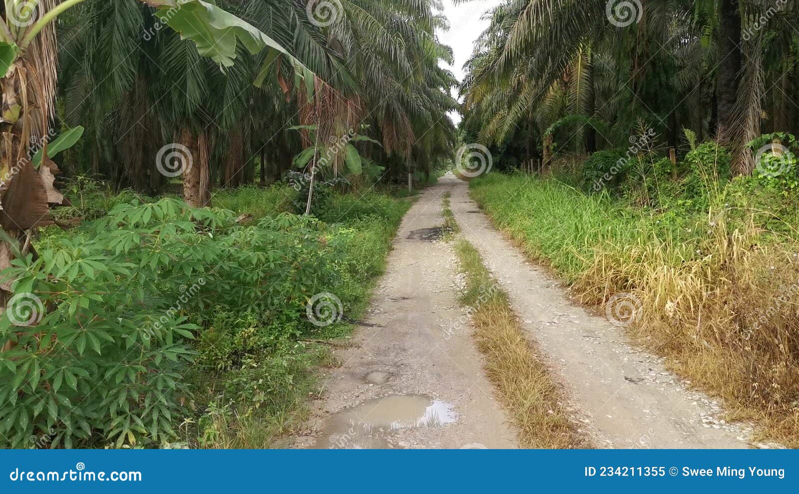 Pathway into the Plantation after the Rain Stock Video - Video of ...