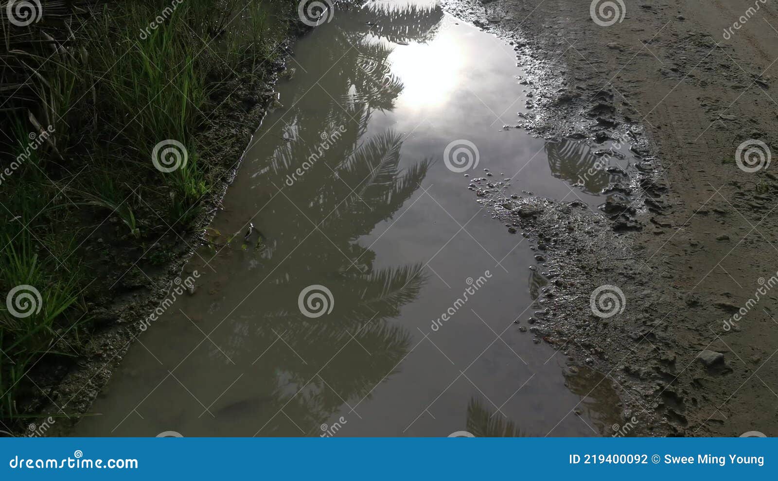 Reflective Puddle Along the Rural Pathway Stock Footage - Video of ...