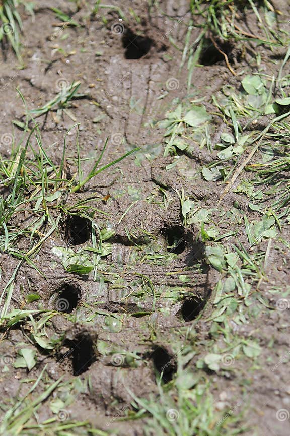 Football boot mud trace stock image. Image of sports - 40785169