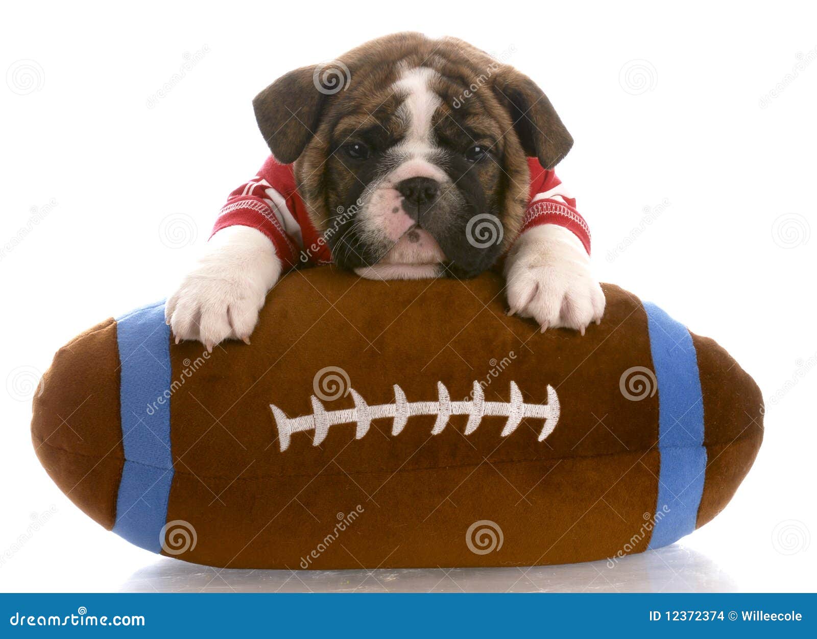 Football fan stock photo. Image of exercise, equipment - 12372374