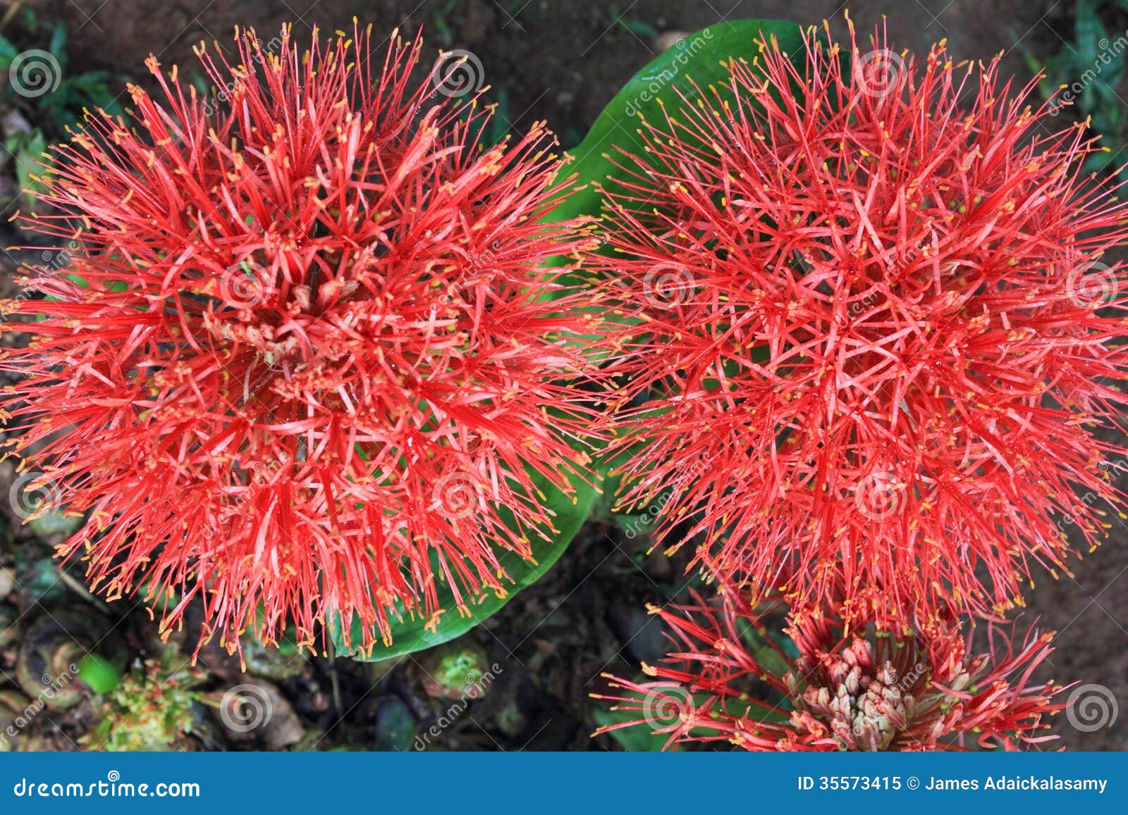 Football Lily Royalty-Free Stock Photo | CartoonDealer.com #35573415