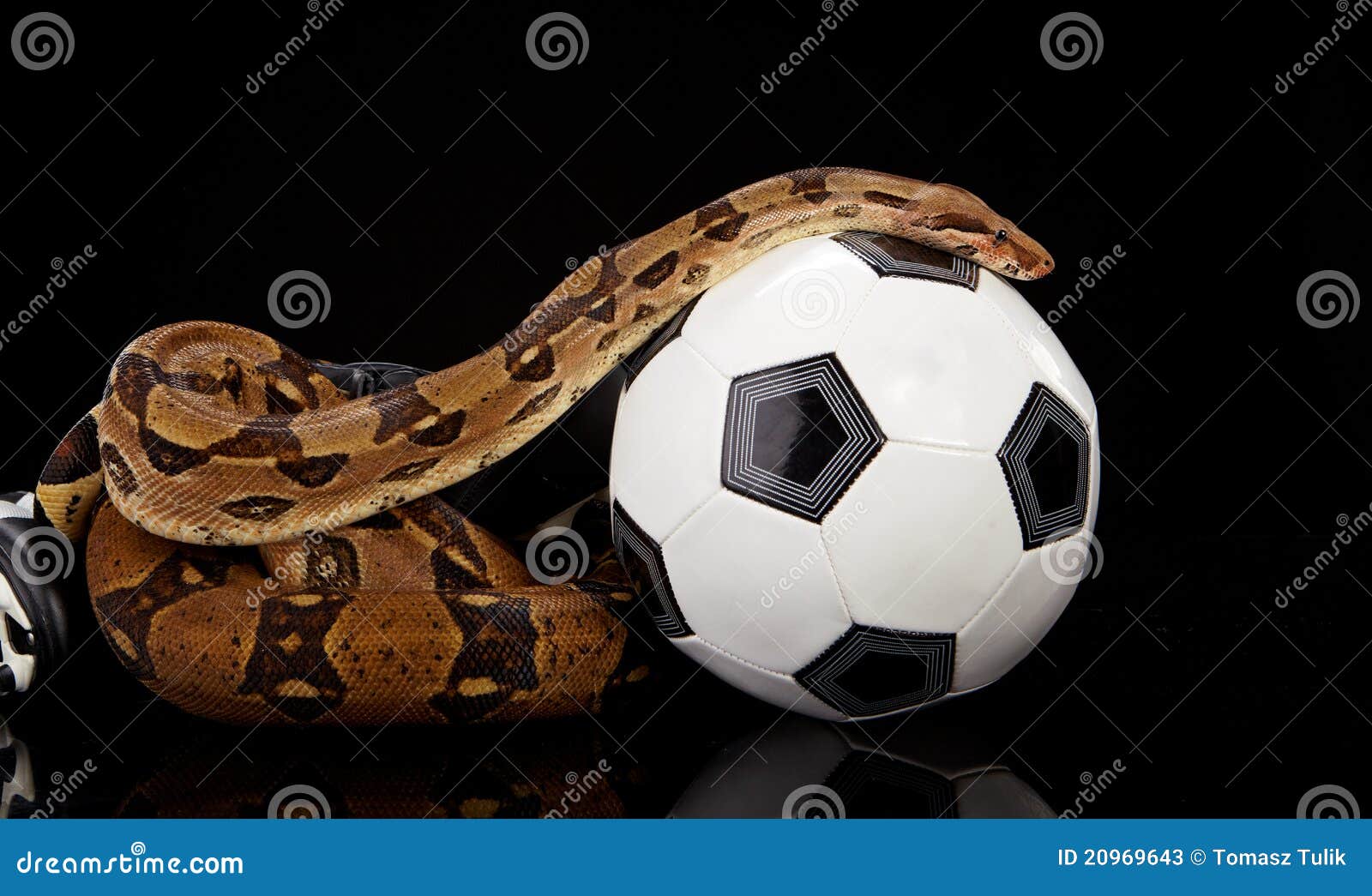 Football Snake Stock Photos - Free & Royalty-Free Stock Photos from ...