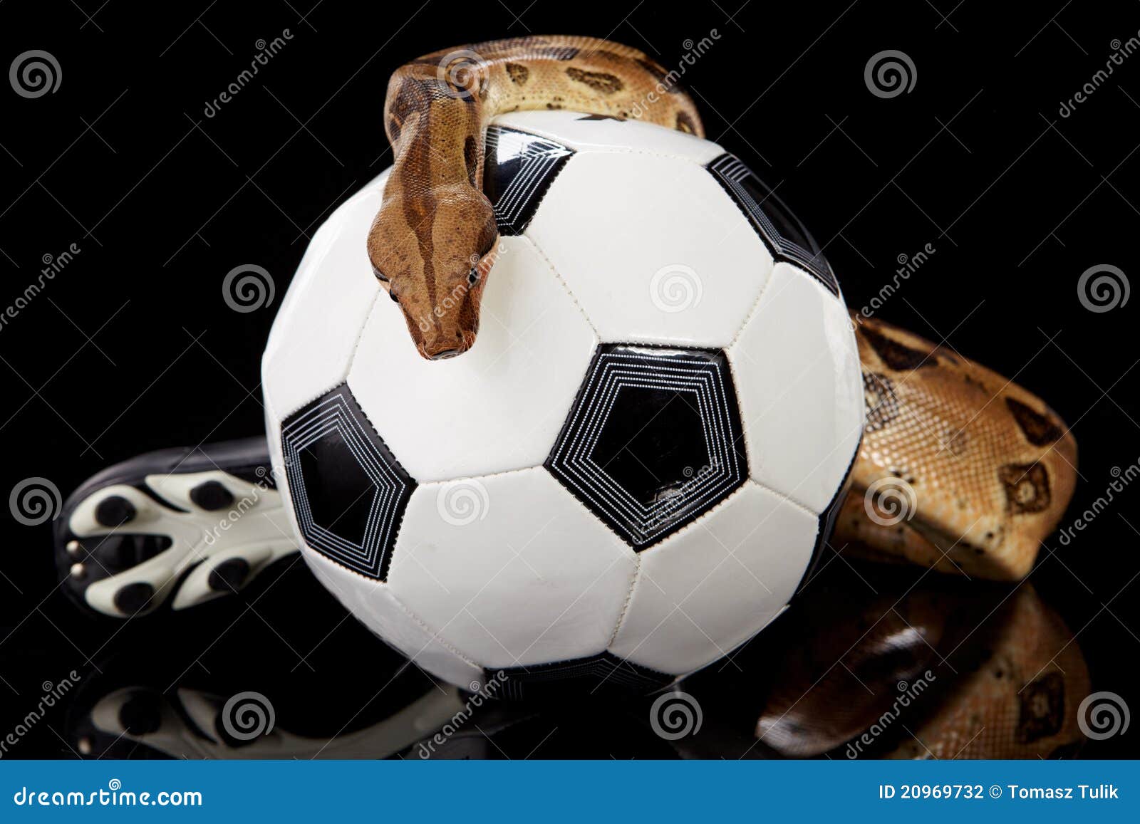 Football snake stock photo. Image of play, snake, fair - 20969732