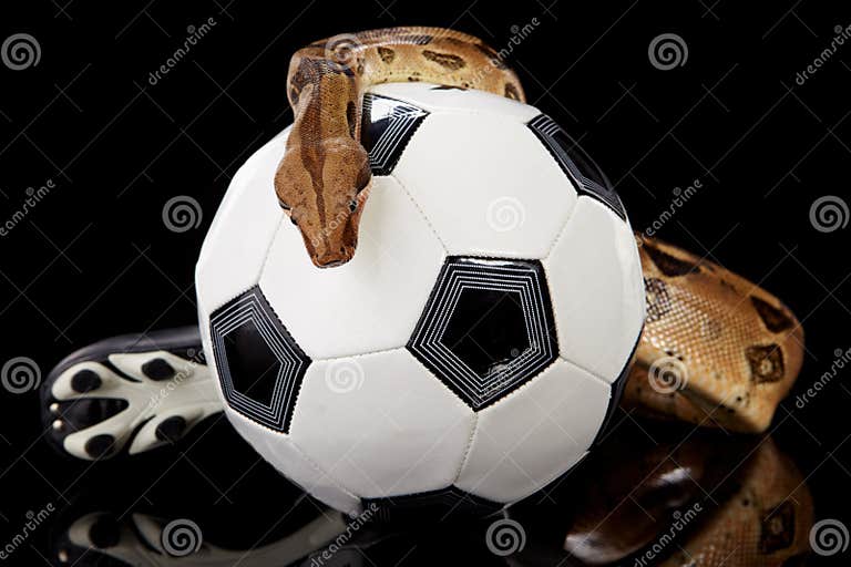 Football snake stock photo. Image of play, snake, fair - 20969732