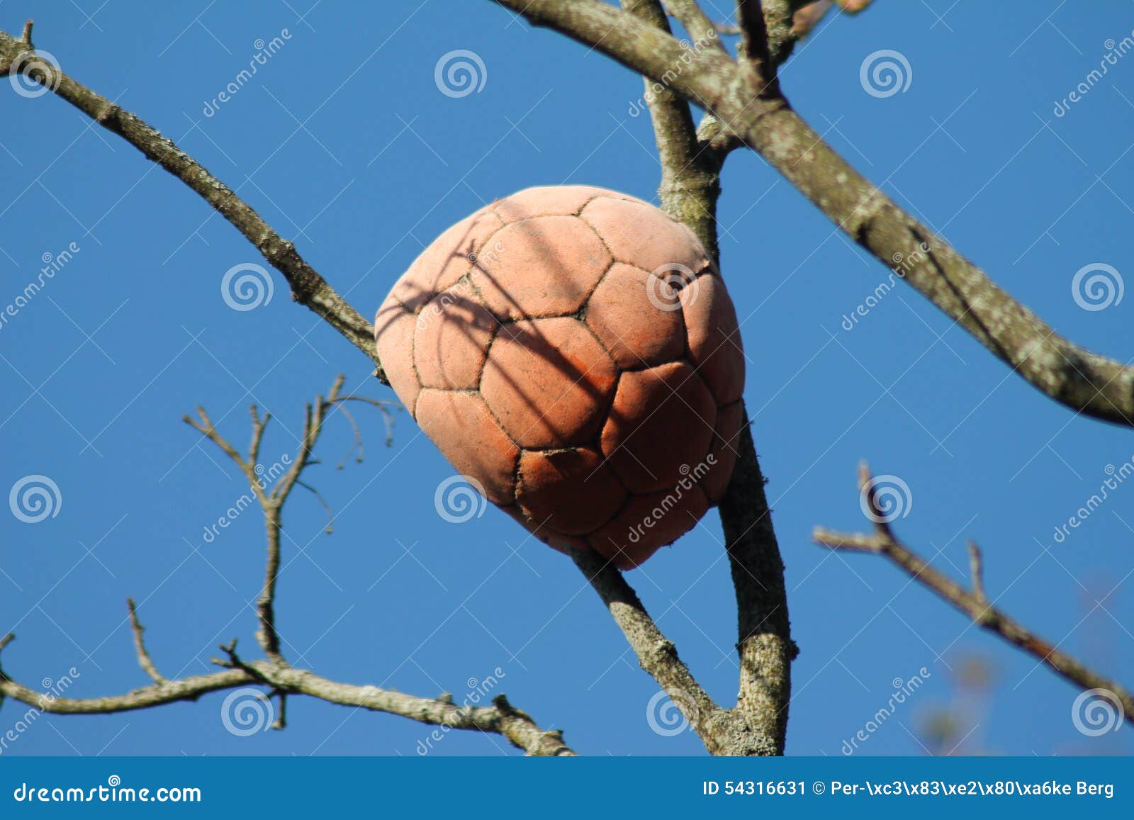 A football in the tree stock image. Image of goal, spring - 54316631