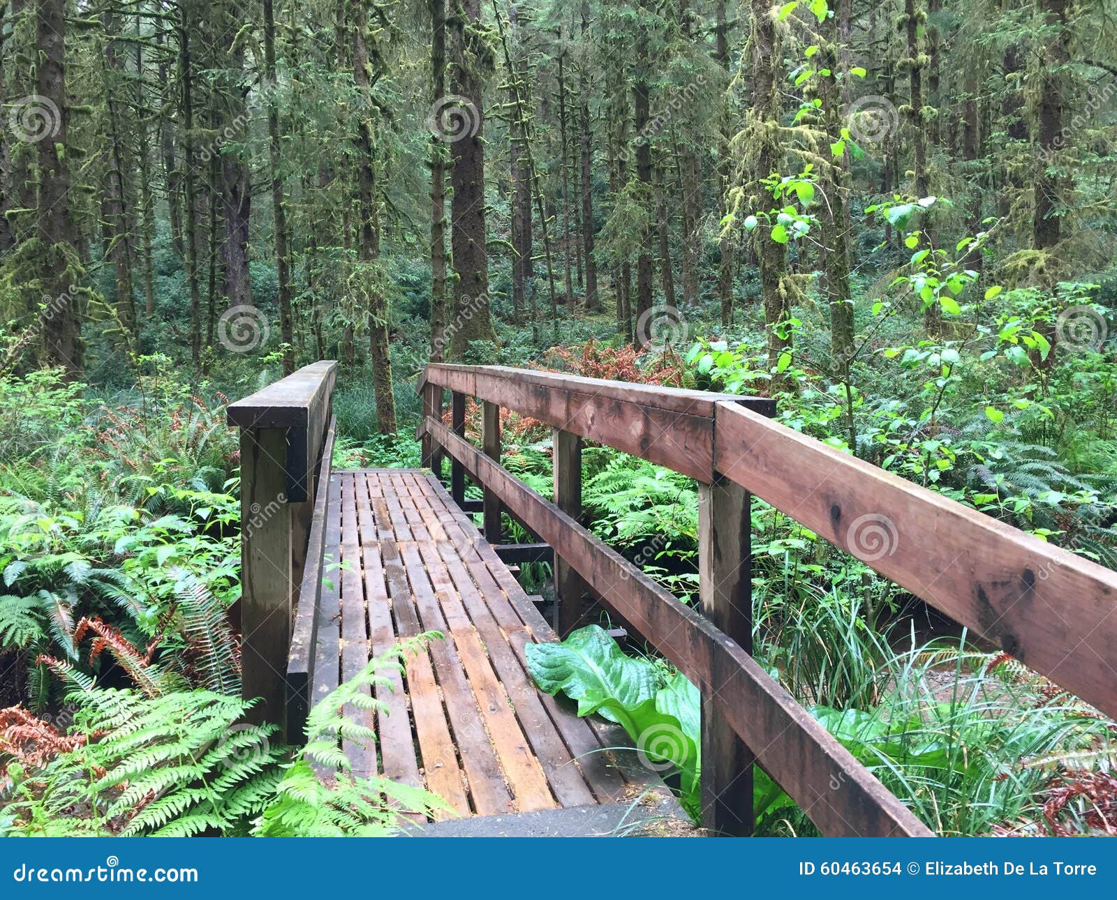 Footbridge Off Oregon Coast Stock Photo - Image of florence, bridge ...