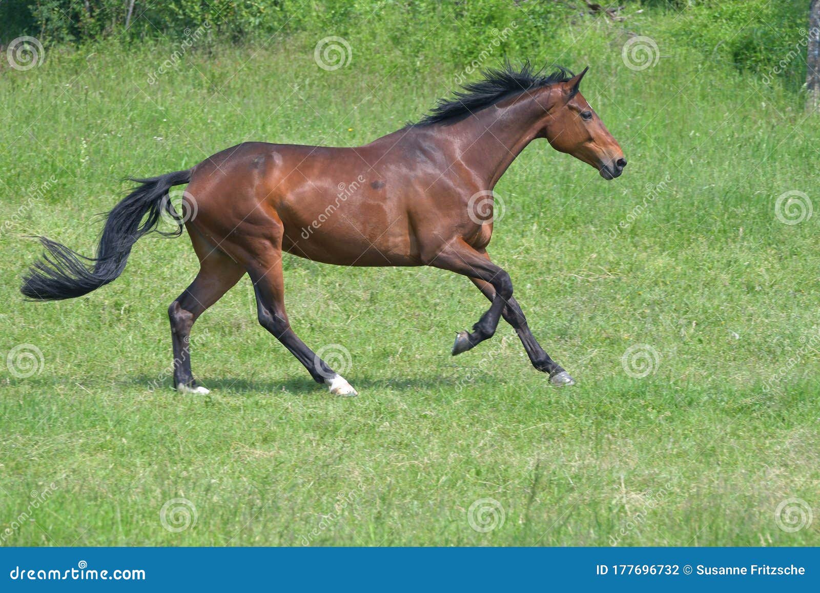 Footfall Sequence, Galloping Mare, 3-5 Stock Photo - Image of gait ...