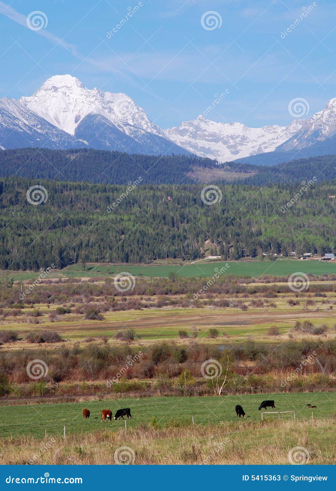 Foothill ranch stock image. Image of forest, range, cows - 5415363
