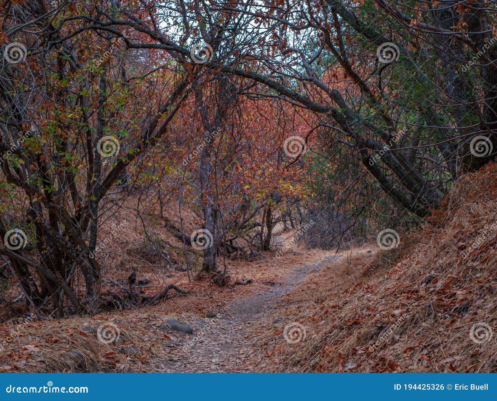 Foothill Woodland in Fall on Overcast Day Stock Photo - Image of lake ...