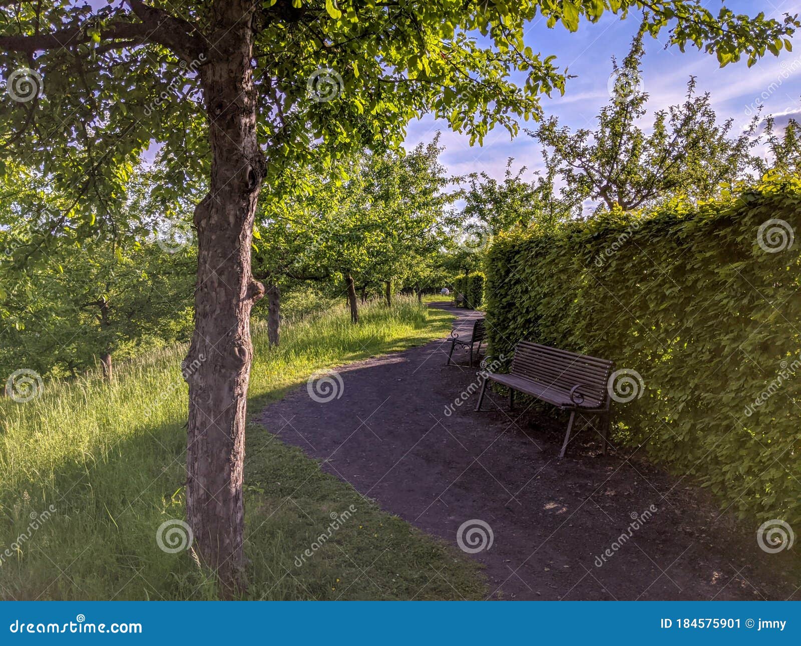 Foothpath and Benches Along a Hedge and Trees Stock Image - Image of ...