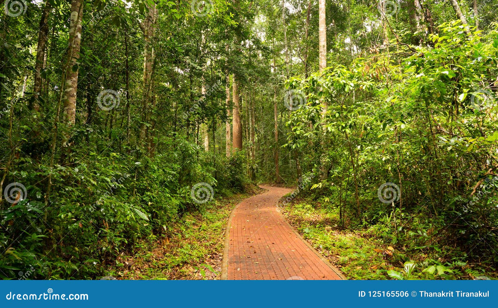 Foothpath in the jungle stock photo. Image of pavement - 125165506