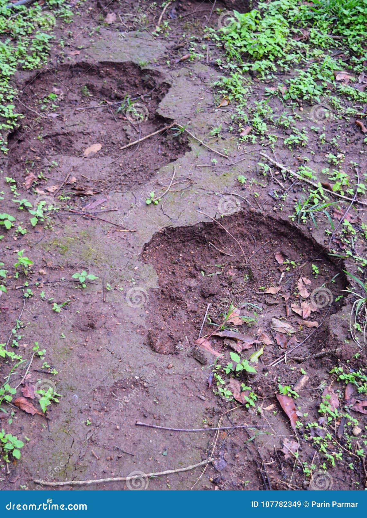 Footmarks of Elephant on Ground Stock Image - Image of hint, hunting ...