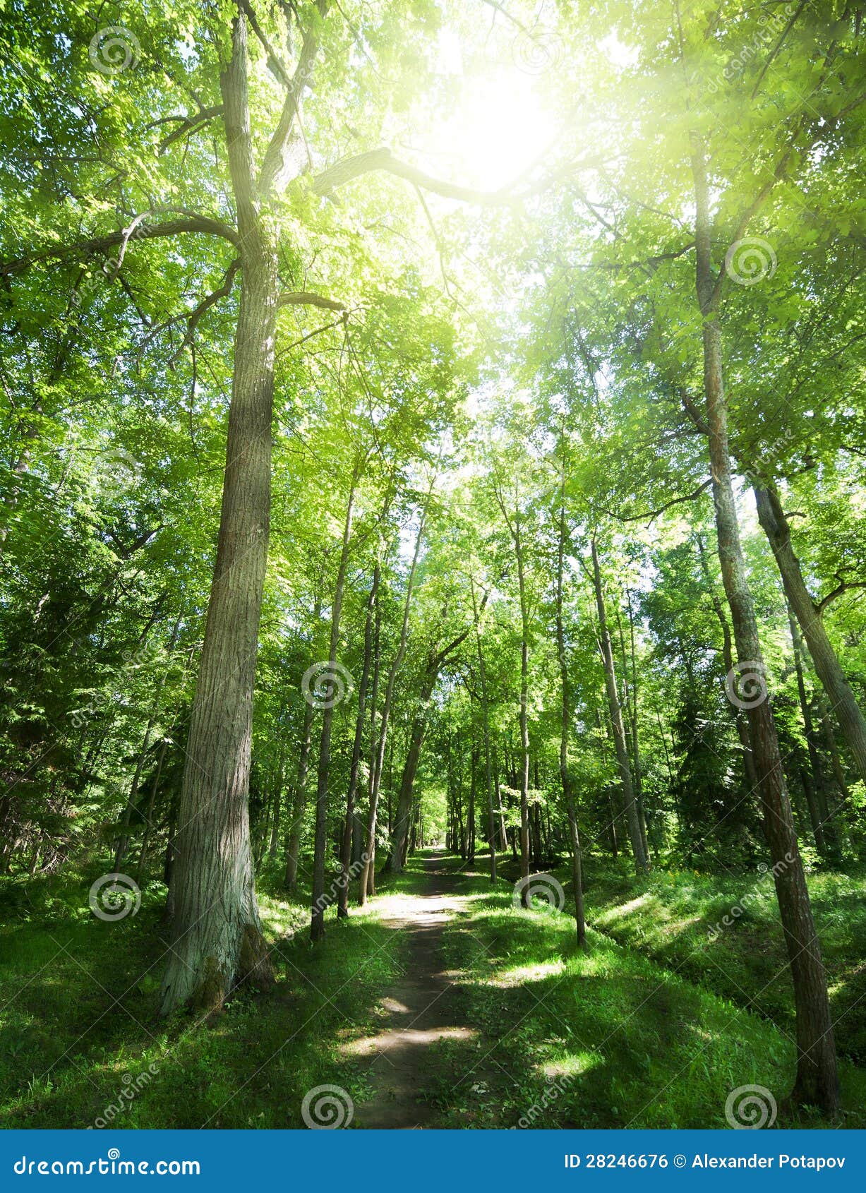 Footpat between Trees in Green Forest Stock Photo - Image of green ...
