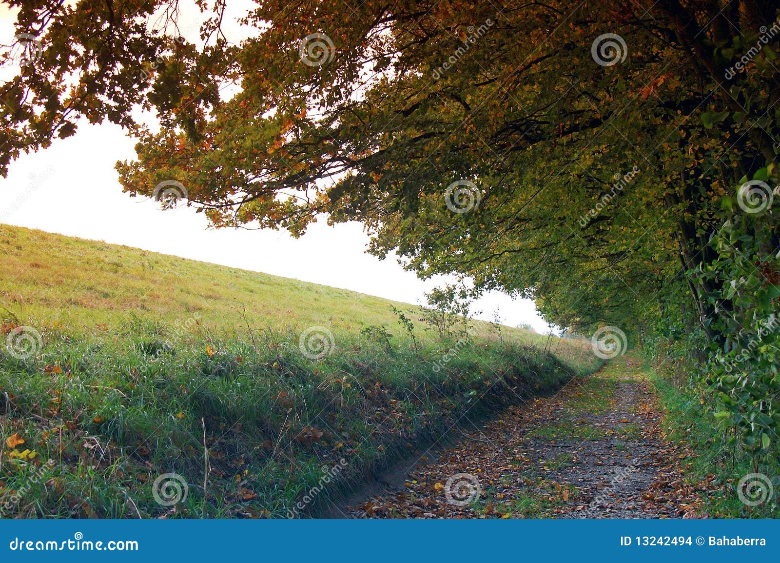 Footpath stock photo. Image of meadow, bushes, forest - 13242494