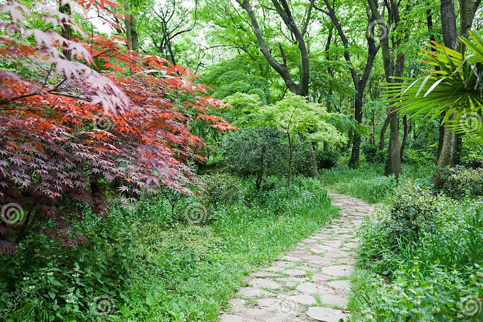 Footpath stock image. Image of horizontal, botany, beautiful - 14169393