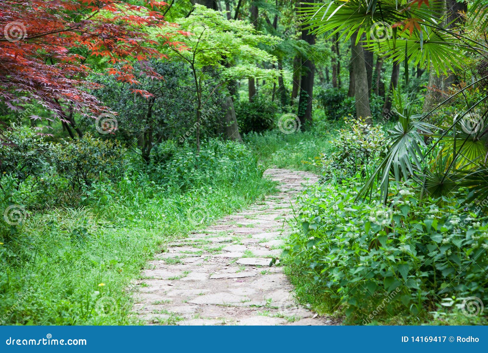 Footpath stock image. Image of foliage, footpath, landscape - 14169417