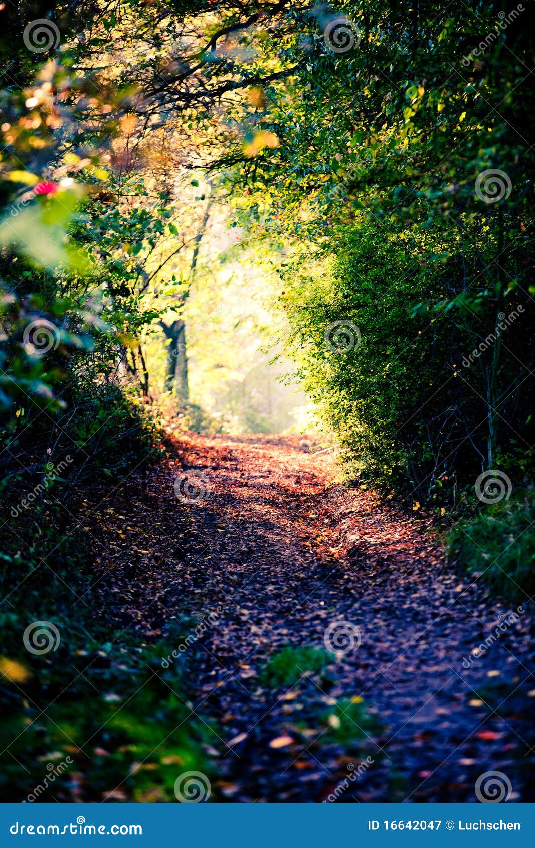 Footpath stock image. Image of plant, color, perspective - 16642047