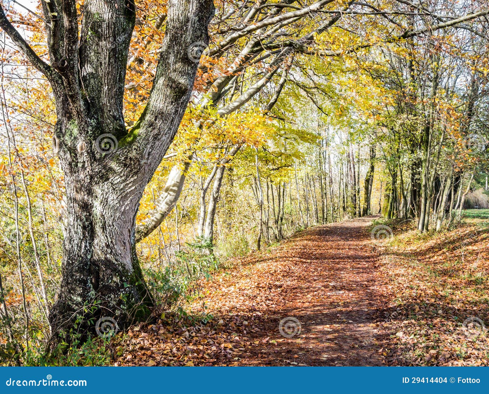 Footpath stock photo. Image of fall, plant, path, idyllic - 29414404