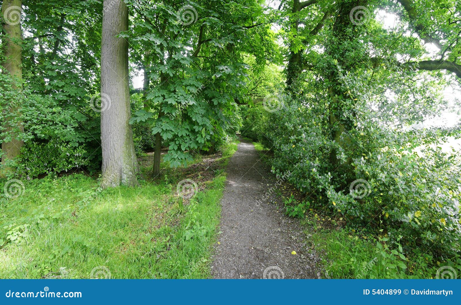 Footpath stock image. Image of country, rural, leaf, birch - 5404899