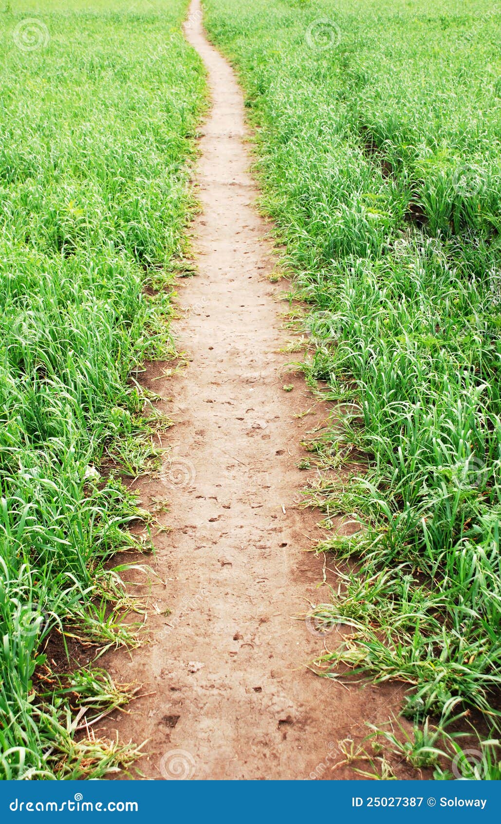 Footpath across the field stock image. Image of summer - 25027387
