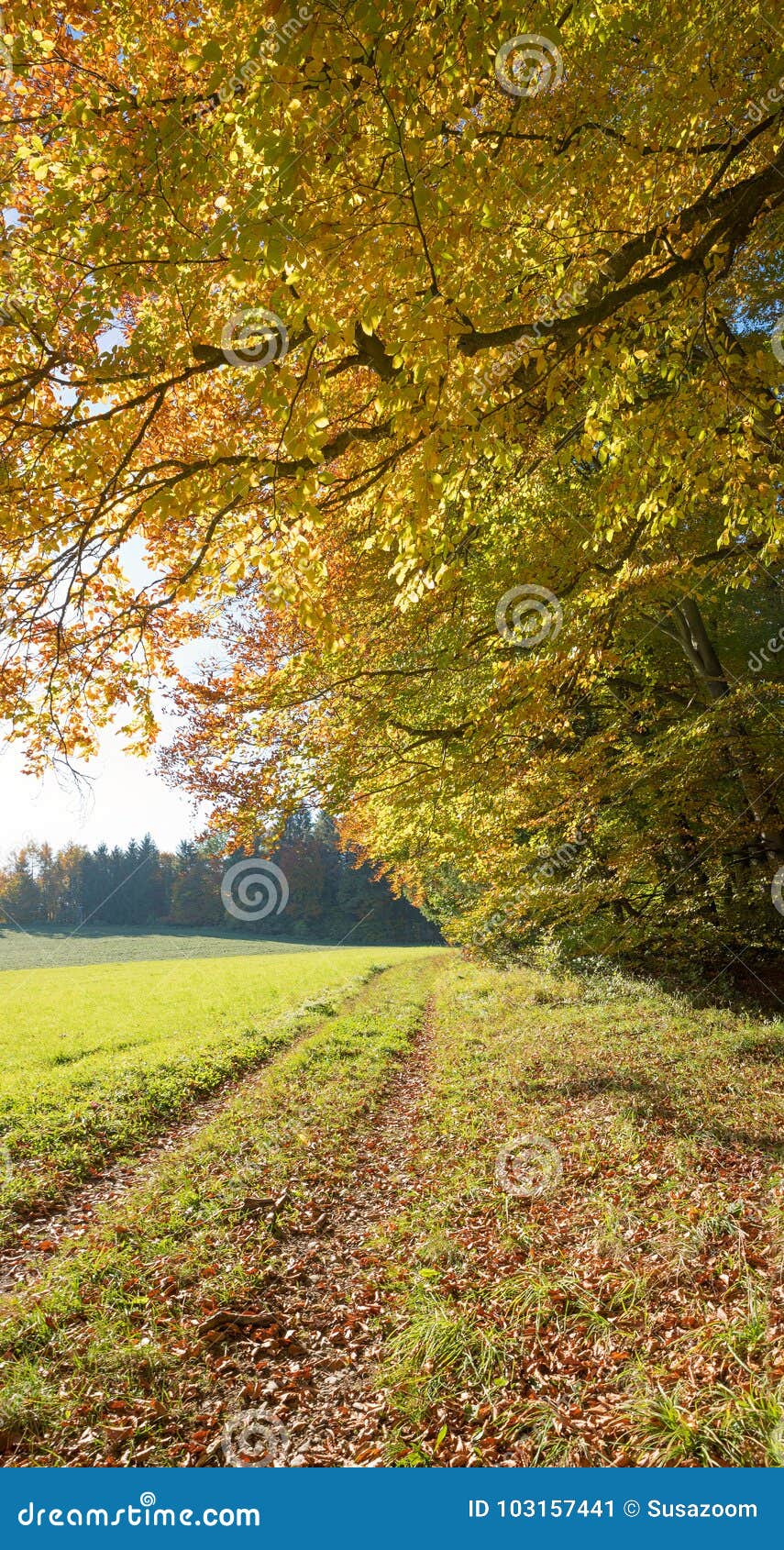 Footpath Along the Edge of the Autumnal Forest, Upright Format Stock ...