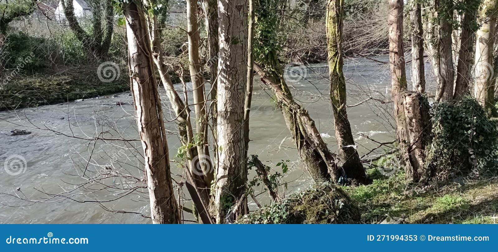 Footpath Along Side the River through the Trees Stock Image - Image of nature, wetland: 271994353
