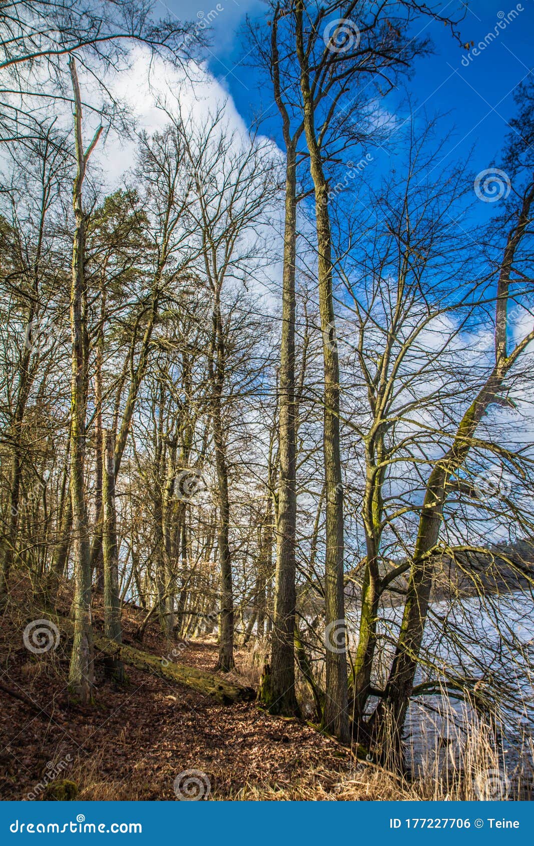 Footpath Alongside a Lakeside Stock Photo - Image of reed, blue: 177227706