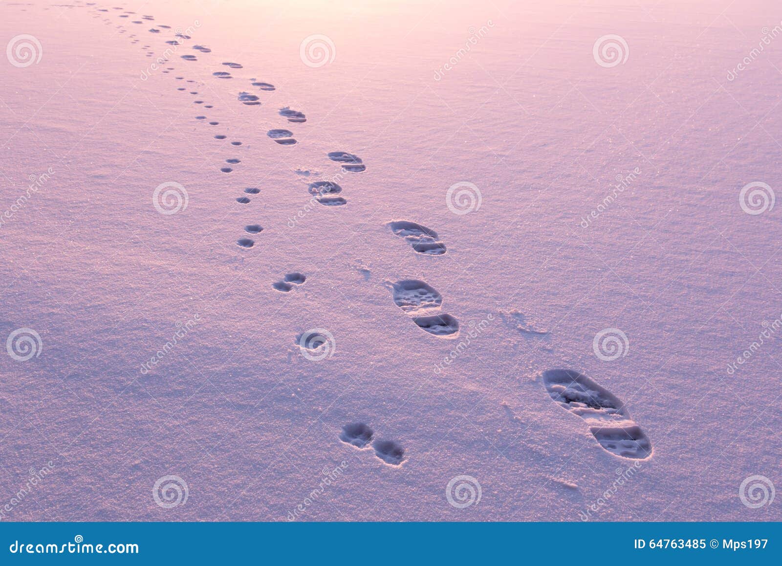 Footpath and Animal Track on Snow Stock Image - Image of footpath, foot ...