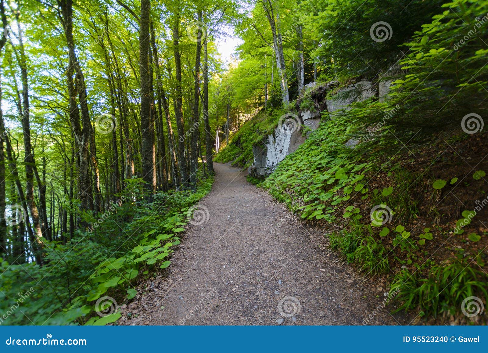 Footpath Around the Lake Pavin in Auvergne Stock Photo - Image of plant ...