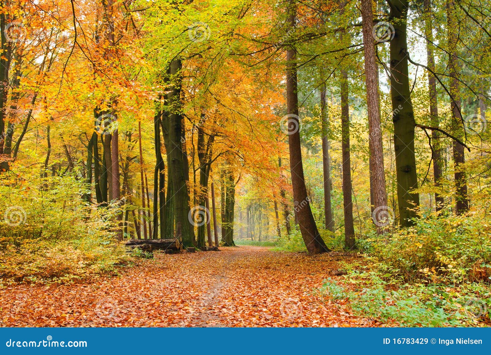 Footpath in autumn forest stock image. Image of misty - 16783429