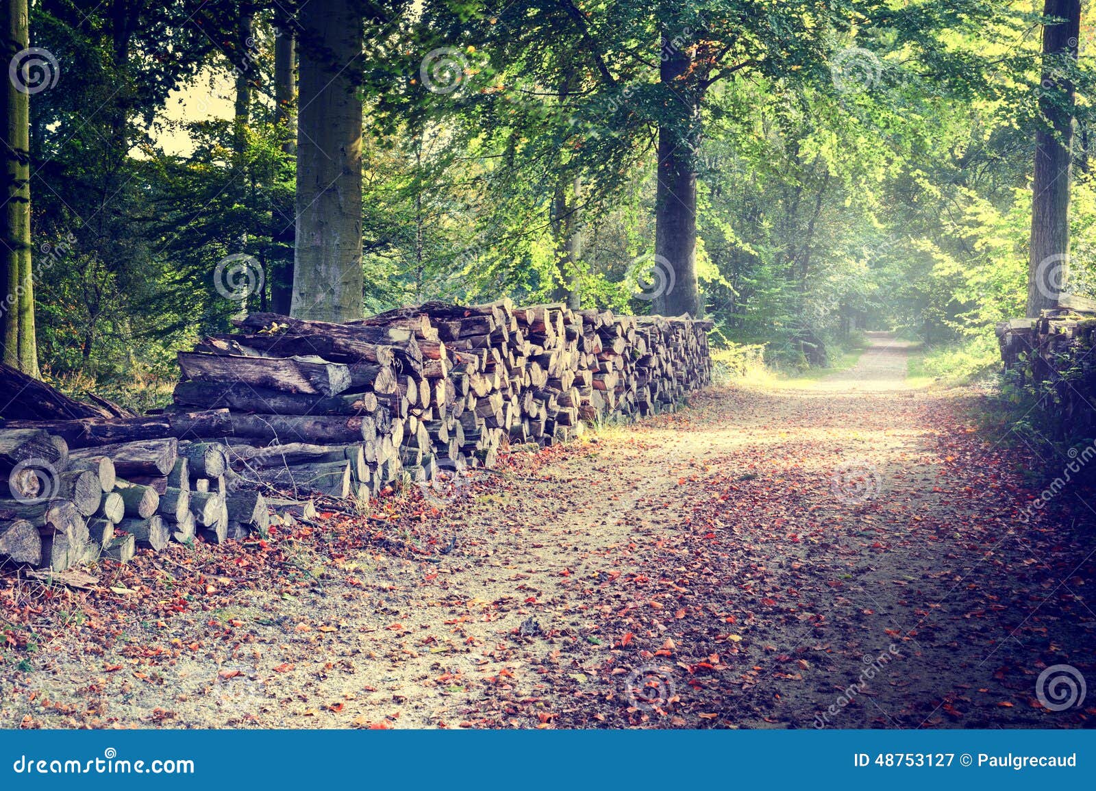 Footpath in autumn forest stock image. Image of lumber - 48753127