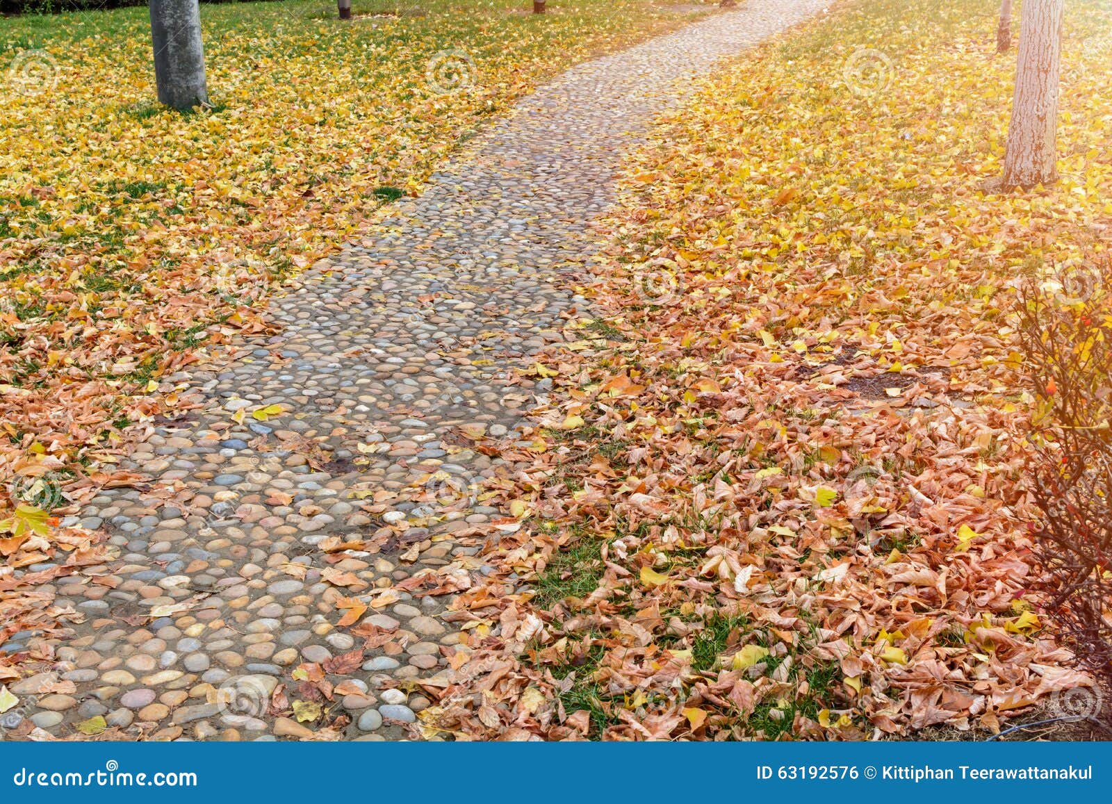 Footpath with Autumn Leaves Fall in the Garden Stock Photo - Image of ...