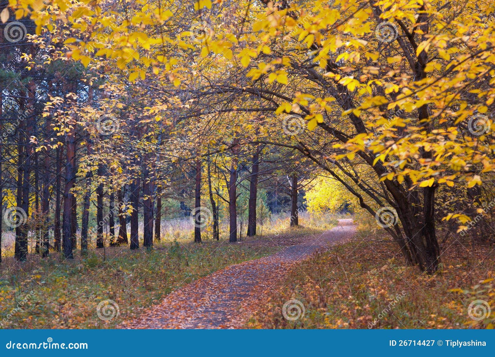 Footpath in autumn wood stock image. Image of grove, maintained - 26714427