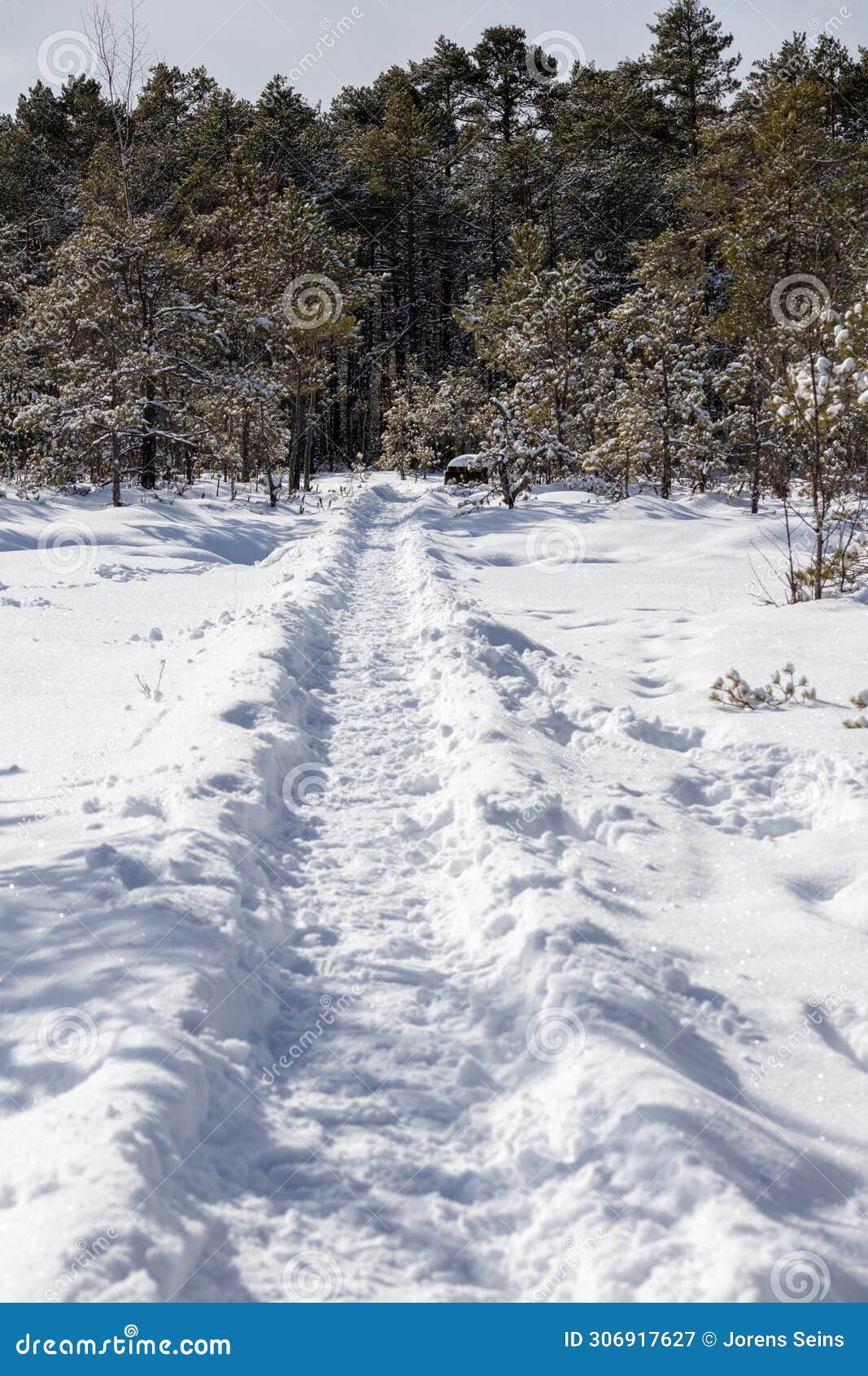 A Footpath Blazed by People in the Snow Leading To a Conifer Forest ...