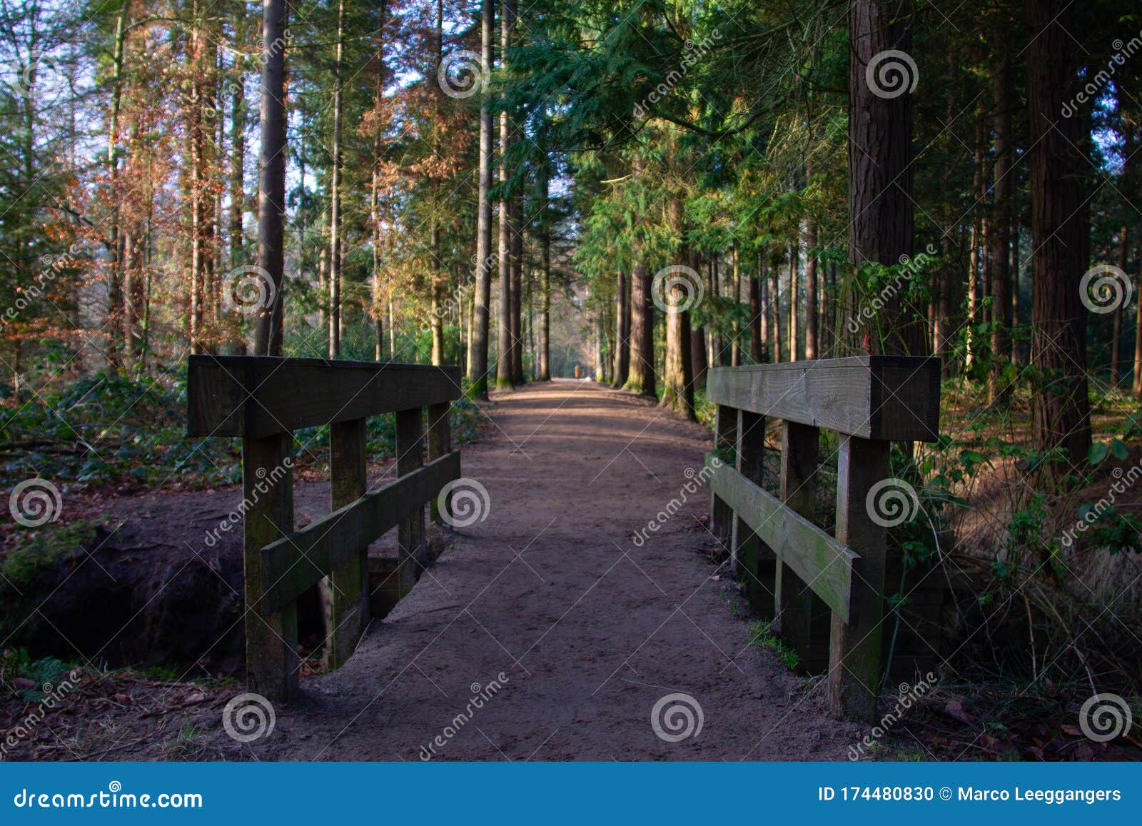 Footpath Bridge in a Forrest Stock Photo - Image of season, bridge ...