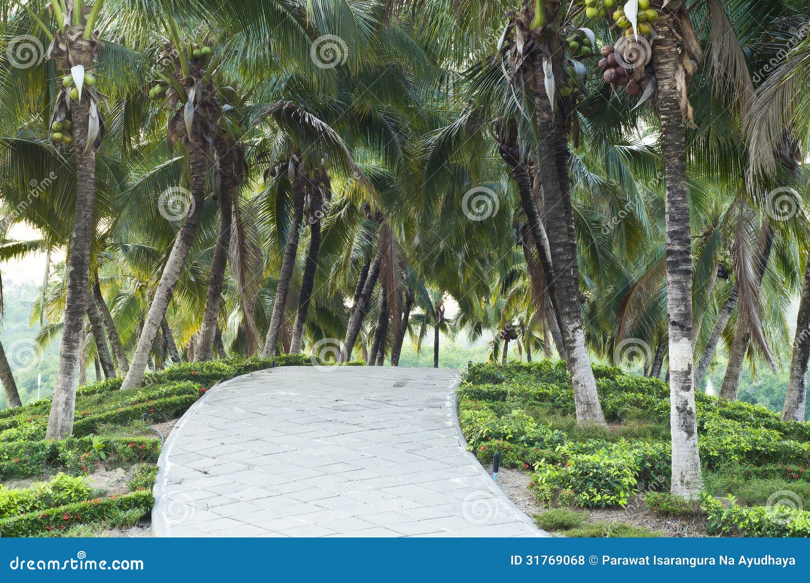 Footpath in Coconut Garden. Stock Photo - Image of grass, coconut: 31769068