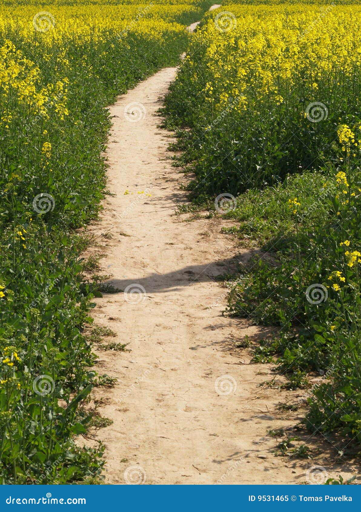 Footpath in Cole-seed Field Stock Image - Image of turnip, seed: 9531465