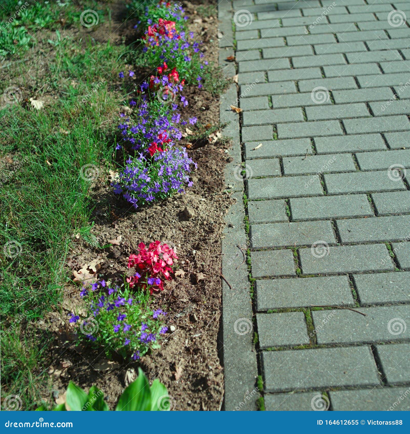 Footpath Decorated with Colorful Plants Stock Image - Image of colorful ...