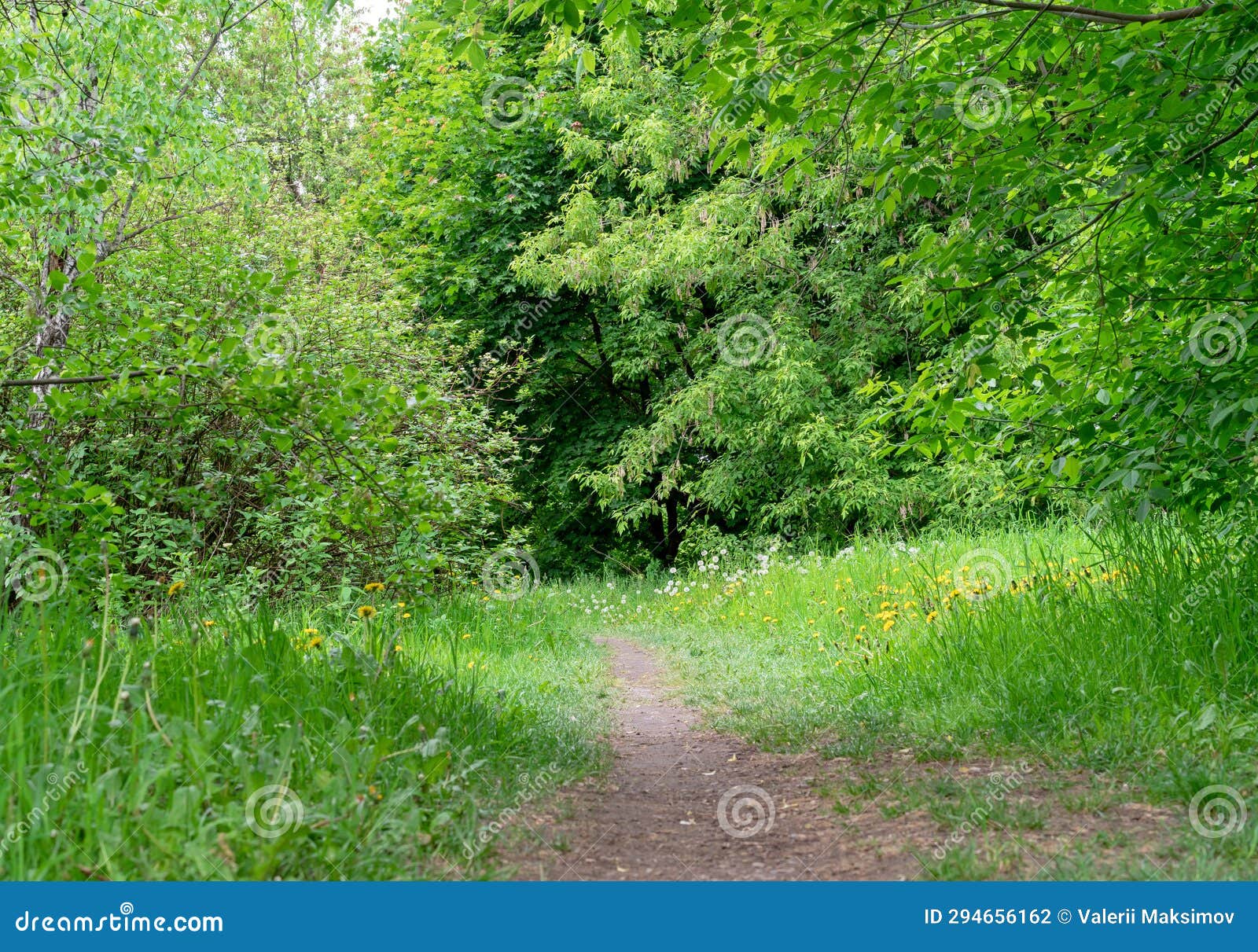 Footpath in a Dense Forest on a Sunny Day. Path through Dense Forest ...